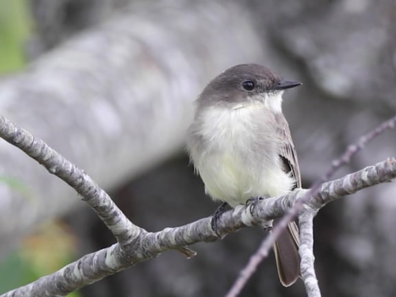 Eastern Phoebe - Birds In Motion