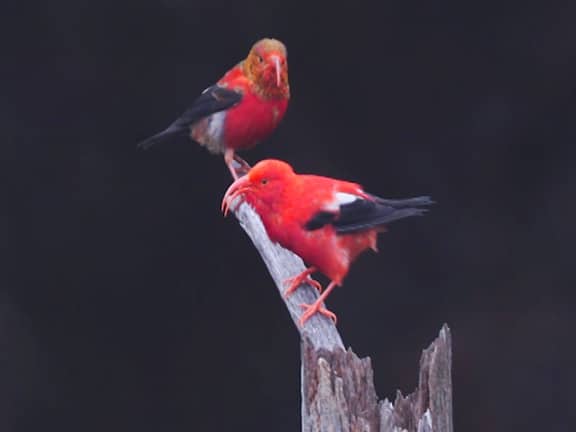 I'iwi - Birds In Motion