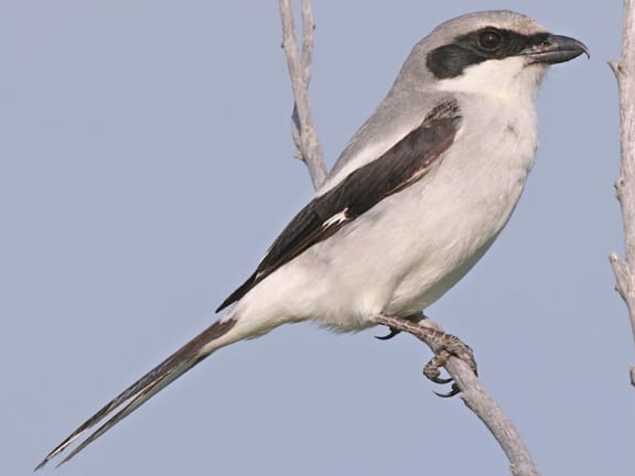 Loggerhead Shrike - Birds In Motion