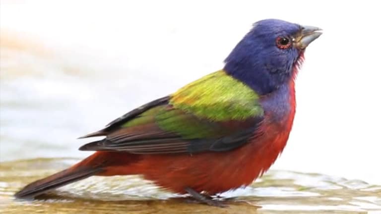 Summer Tanager - Birds In Motion
